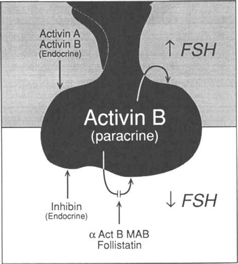 Figure 1 From Paracrine Regulation Of Reproductive Function By Inhibin