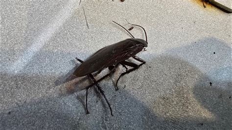 세차이야기 584편 우리는 바퀴벌레와 삶을 공유하고있다 위생관리 소홀한차량은 바퀴벌레가 살 확률이 높습니다 차안의 바퀴벌레빗물유입 곰팡이발생차량자동차위생관리