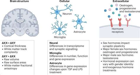 Sex Specific Differences In Blood Brain Barrier May Elucidate Why Women