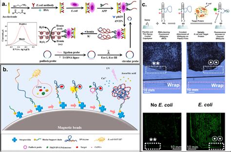Dnazyme Based Sensors For The Detection Of Escherichia Coli A