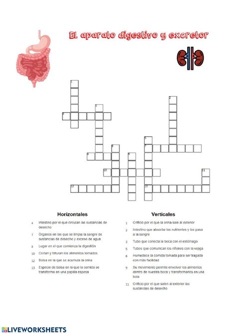 Aparato Excretor Interactive Activity Sistemas Del Cuerpo Humano