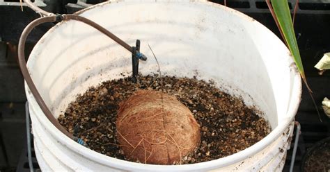 Practical Biology Science For Everyone Growing A Coconut Tree