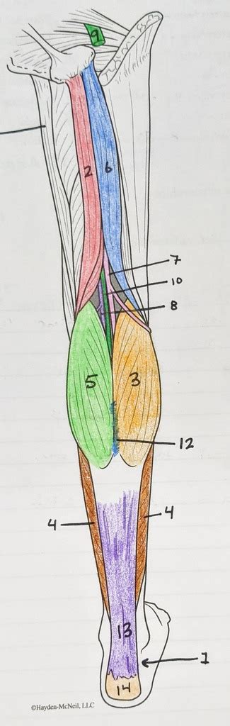 Popliteal Fossa Diagram Quizlet