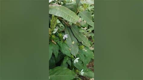 হালকা নীল ফুল৷ Blueflowers Flowers Nature Bangladesh Village Bangladeshisbeautiful Youtube