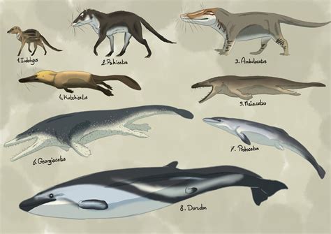 Whale Evolution Discoverearth