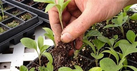 Замочування насіння перцю перед посадкою у чому та як варіанти поради Zaxid Net