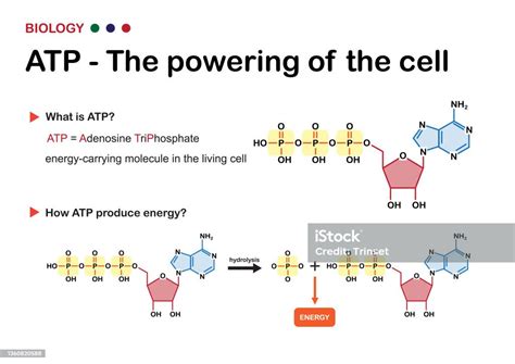생물학 다이어그램은 살아있는 세포에 있는 에너지 운반체 물질인 Atp 를 보여줍니다 분자에 대한 스톡 벡터 아트 및 기타 이미지 Istock