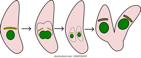 This Image Shows Simplified Version Endodyogeny Stock Illustration