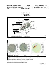 Exploring Cell Structures Biochemistry Lab Compilation Course Hero