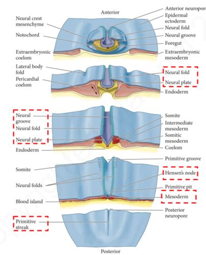 Neurulation And Neural Tube Sept 21 Flashcards Quizlet