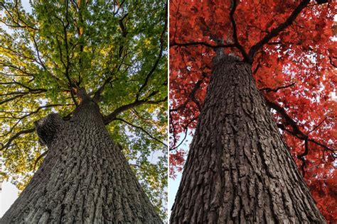 Florida Oak Tree Leaves Identification Guide Florida Oak Tree Leaves Identification Guide