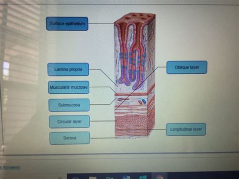 chapter 23 digestive flashcards quizlet
