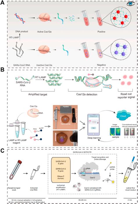 Crispr And Lamp For The Detection Of Nucleic Acid A Schematic