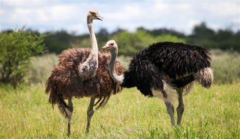 Can You Ride An Ostrich History How To Training And More Nayturr