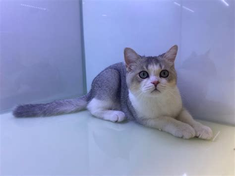 브리티시숏헤어 보리 이탈리아그레이하운드입양 치와와입양 폼스키입양 폼치입양 폼피츠입양 푸숑입양 고양이입양 랙돌입양 러시안블루입양 먼치킨입양 브리티쉬숏헤어입양 노르웨이숲입양