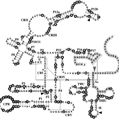 Secondary Structure Of The Circularly Permuted Methanobacterium Download Scientific Diagram