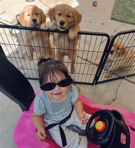 Golden Retriever Puppies For Adoption And Rehoming