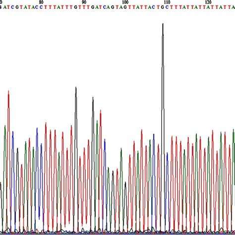 Sequence Of Dna Inserted Into The Plasmid Download Scientific Diagram