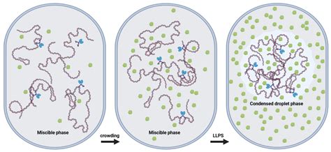 Macromolecular Crowding And Dna Bridging The Gap Between In Vitro And