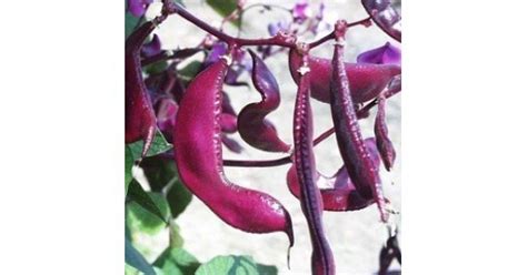 Red Broad Bean Seeds Erra Chikkudu Seeds