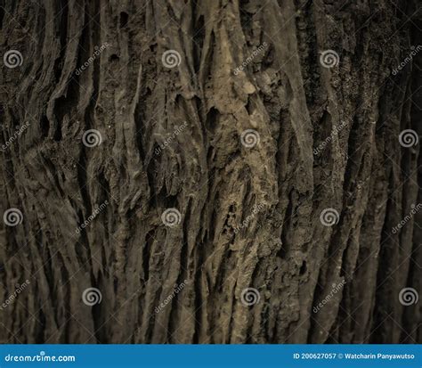 Trunk Tree Background Show Texture Stock Image Image Of Plant Material 200627057