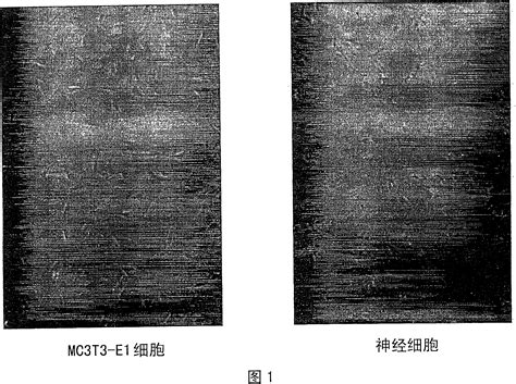 Method Of Cell Transdifferentiation Eureka Patsnap