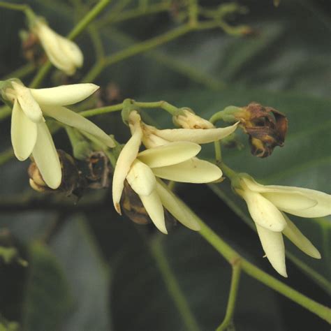 Resak Vatica Rassak Plant Care And How To Grow Water