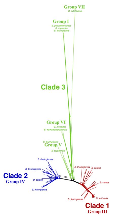 Phylogenetic Network Analysis Of Bcsl114 Gene Presenceabsence Download Scientific Diagram