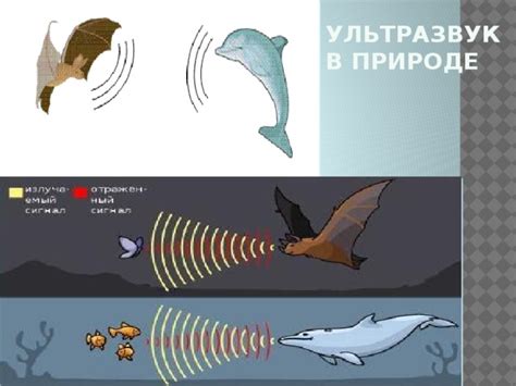Презентация на тему: "Ультразвук"