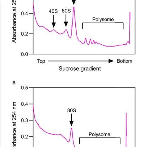 Upstream Open Reading Frame Uorf Classifications In Eukaryotes