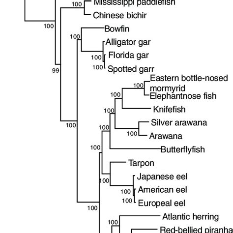 the phylogenetic tree constructed for concatenated sequence of the