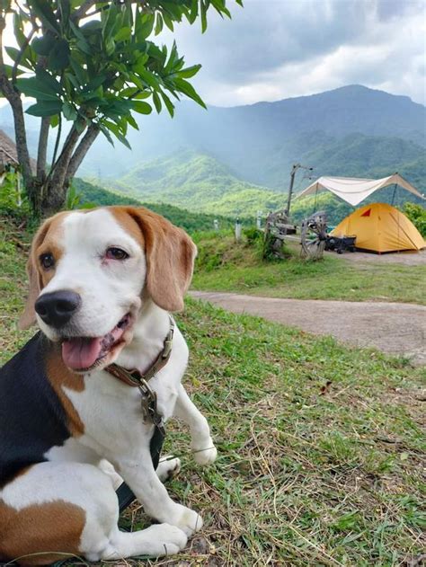 ขายสุนัขบีเกิล สายแคมป์ Ennxo