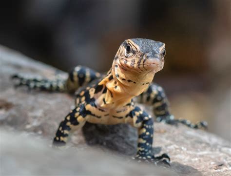 What To Feed A Monitor Lizard Reptilinks