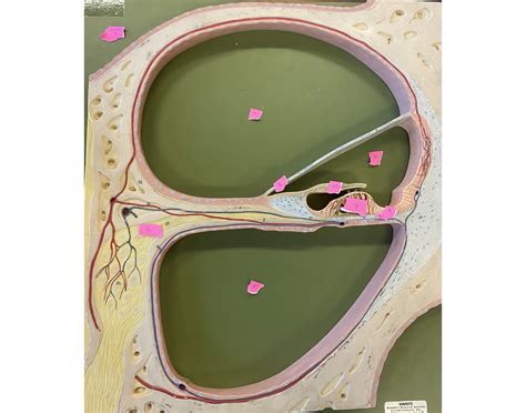 Cochlea Flat Model Quiz