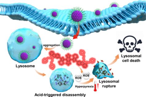 Bioconjugate Chemistry Acs Publications