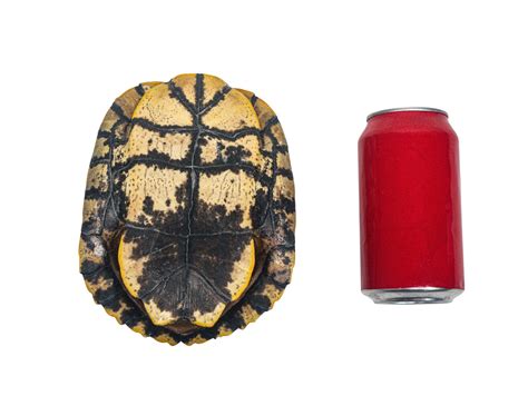 6 To 7 Red Ear Turtle Shell Block Pattern Etsy