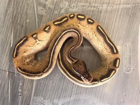 Highway Yellow Belly Gravel Python Male Predator And Prey Exotics