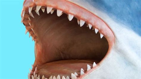 Megalodon Bite Force How Strong Was It Fossilicious