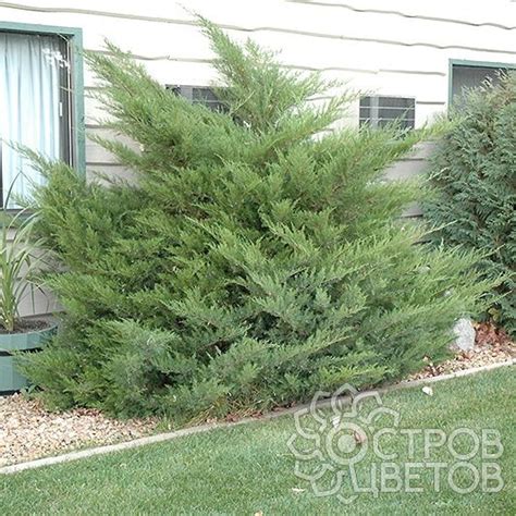 Можжевельник средний Минт Джулеп - купить саженцы Juniperus media Mint ...