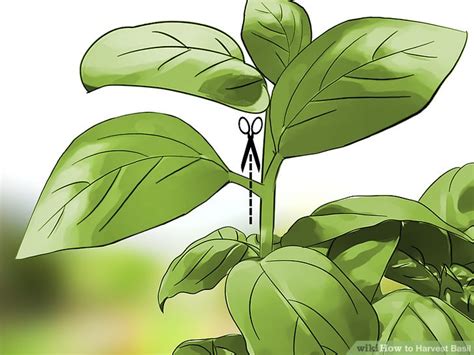 3 Ways To Harvest Basil WikiHow