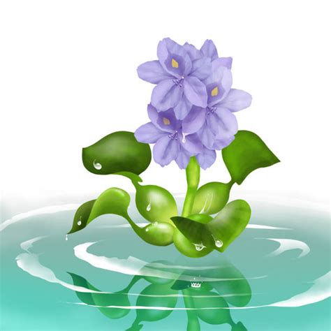 20 Water Hyacinth Stock Illustrations Royalty Free Vector Graphics