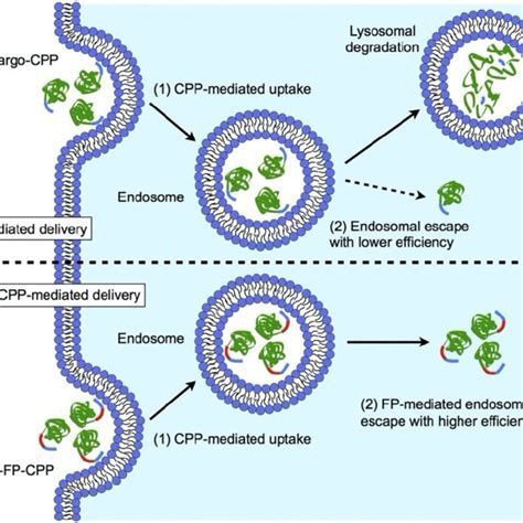 Schematic Representation Of Fp And Cpp Mediated Delivery A A