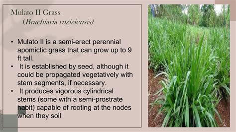 16 Forage Crop Original 1pptx Pptx