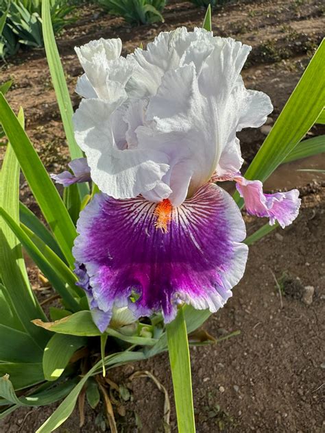 Gracious Curves Ripple Effect Iris Farm