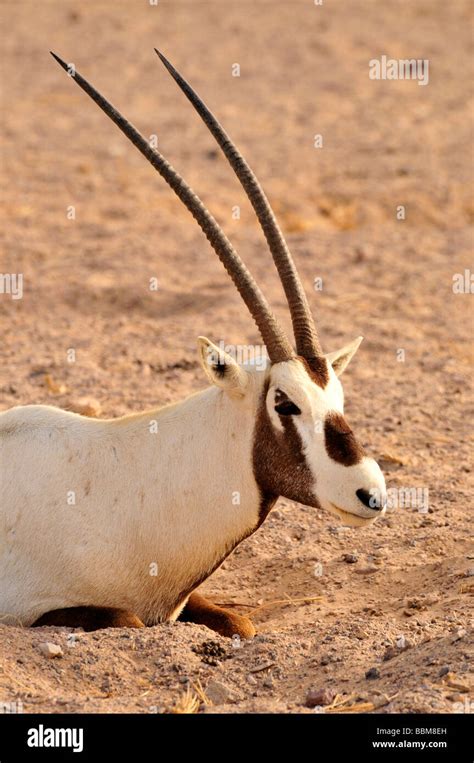 Arabian Oryx Arabian Oryx Sir Bani Yas Island Abu Dhabi United