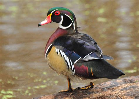 Drake Wood Duck