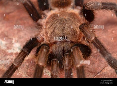 Tarantulas Are Large Hairy Spiders That Live In Burrows These Spiders