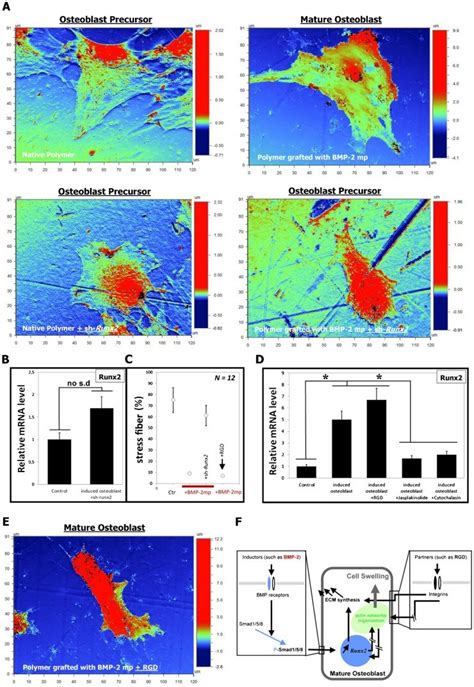 A Ops Micrographs Showing That The Silencing Of Runx2 Mediated By Download Scientific