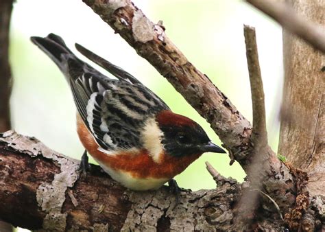 Bird Of The Week Bay Breasted Warbler — Home