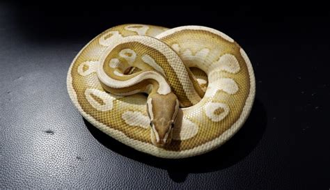 Cnc Virtual Jual Ular Ball Python Male Adult Butterfly Het Tristripe Mds001